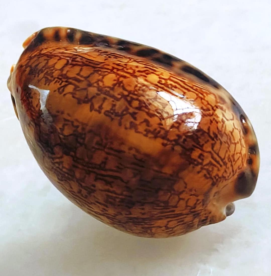 Seashell Cypraea Arabica Cypraeidae Arabian Cowrie Aesthetic Shipwreck ...