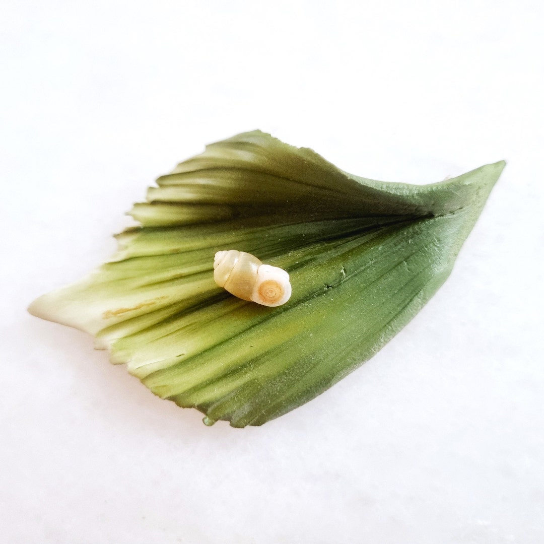 Landsnail Rhaphaulus Tonkinensis | Vietnam Endemic Landsnail ...