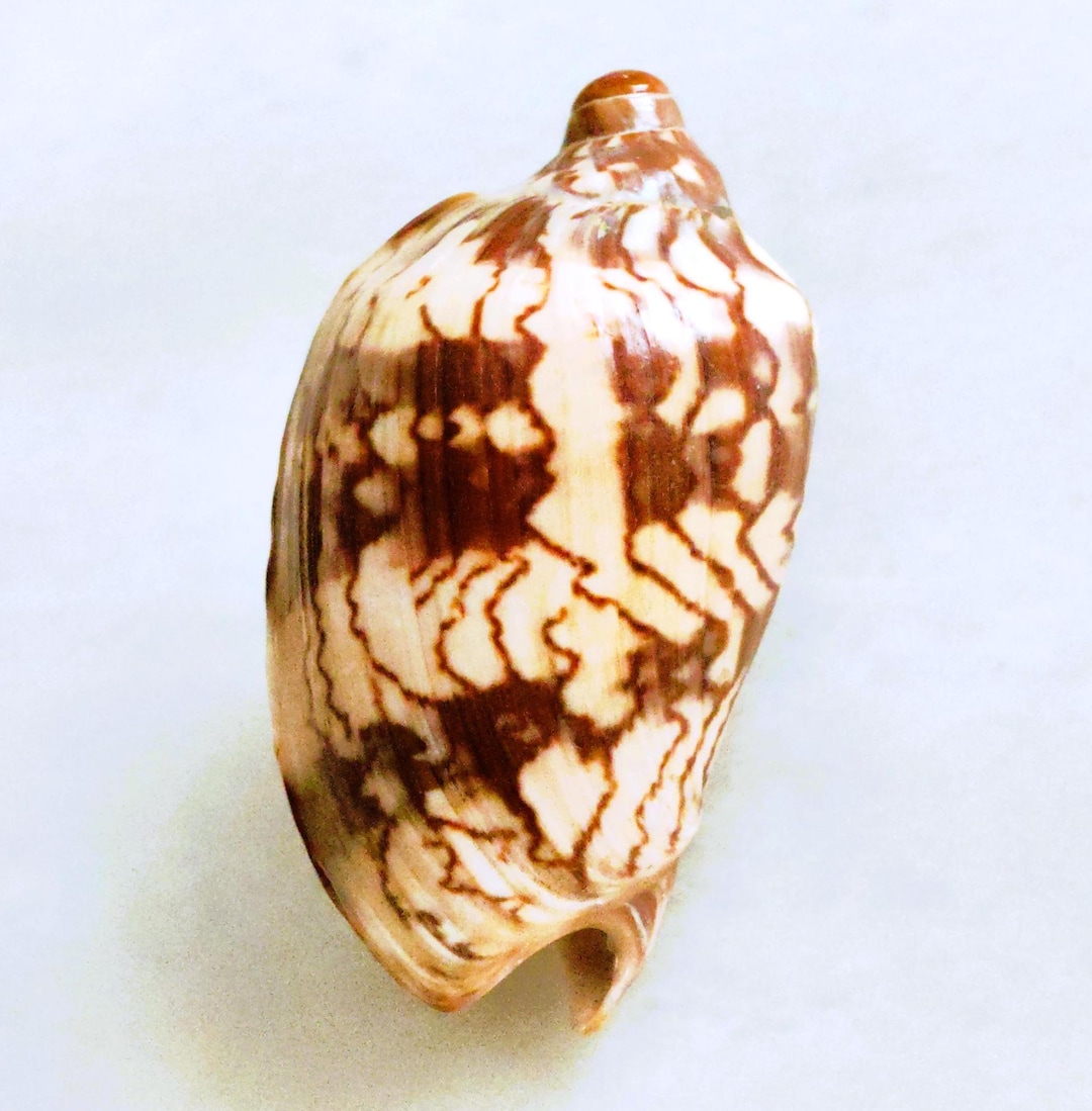 Seashell Cymbiola Nobilis Parva | Volutidae | Noble Volute | Rare ...