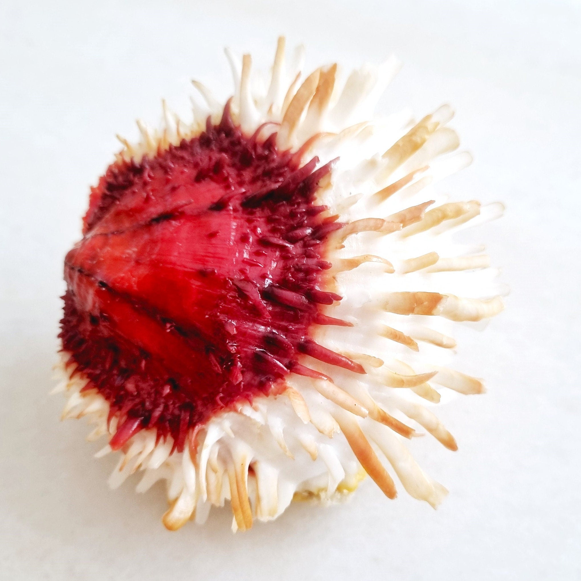 Seashell Spondylus Varius Spondylidae Giant Variable Thorny Oyster ...