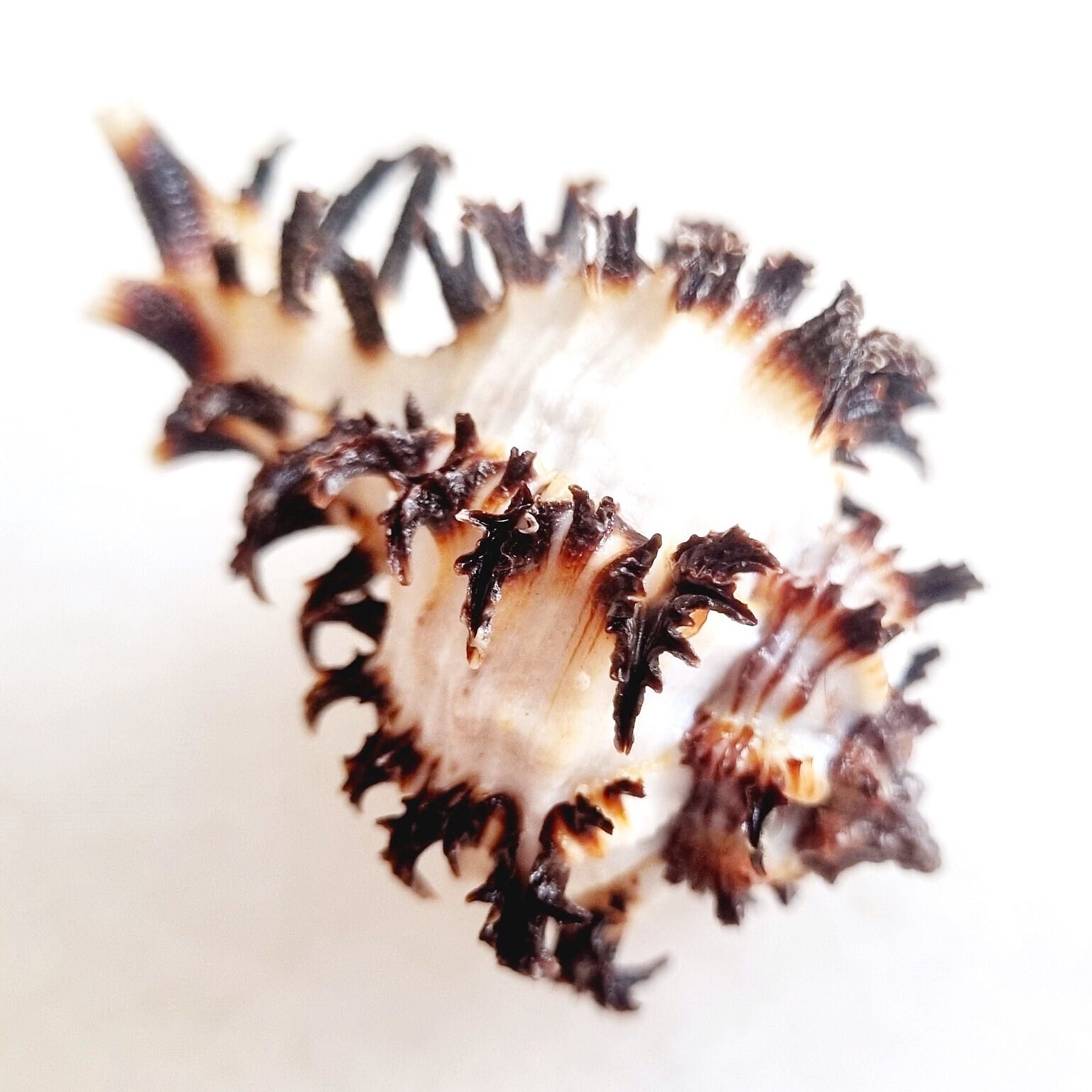 Seashell Hexaplex Cichoreum Muricidae Endive Murex Dwarf Male Aesthetic ...