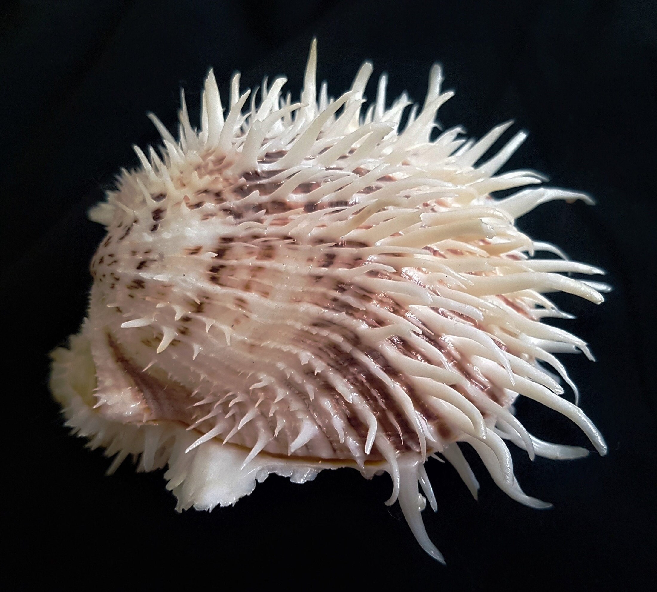 Seashell Spondylus Albibarbatus Spondylidae Thorny Oyster Exceptional ...