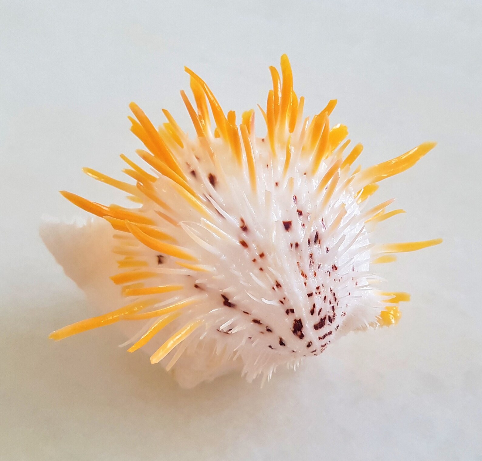 Seashell Spondylus Echinatus Zonalis | Spondylidae | Thorny Oyster ...