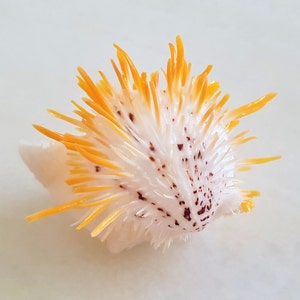 Seashell Spondylus Echinatus Zonalis | Spondylidae | Thorny Oyster ...