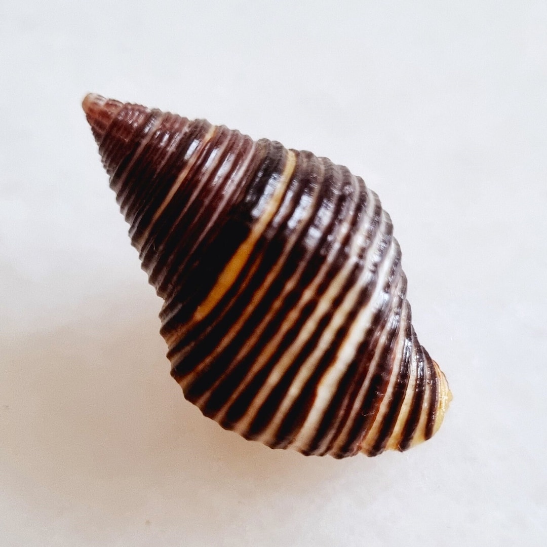 Seashell Pollia Undosa | Pisaniidae | Waved Goblet | Hermit's Crab ...