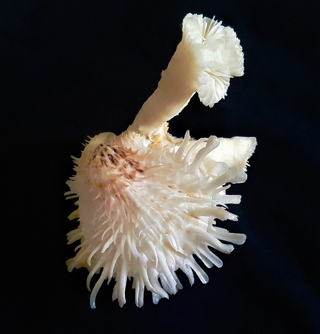 Seashell Spondylus Spectrum | Spondylidae | Thorny Oyster | Aesthetic ...