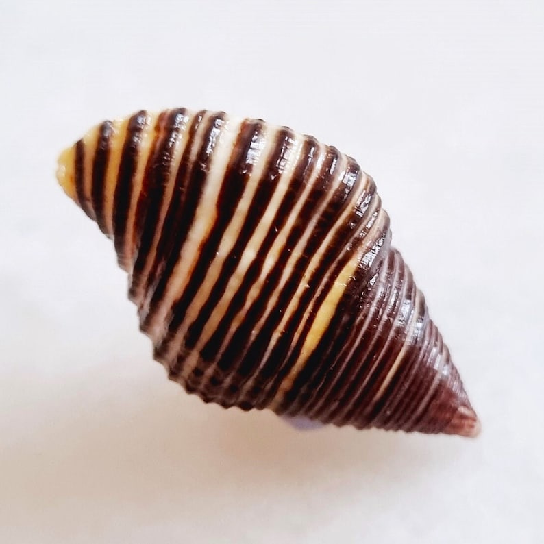 Seashell Pollia Undosa Pisaniidae Waved Goblet Hermit's Crab Luxury ...