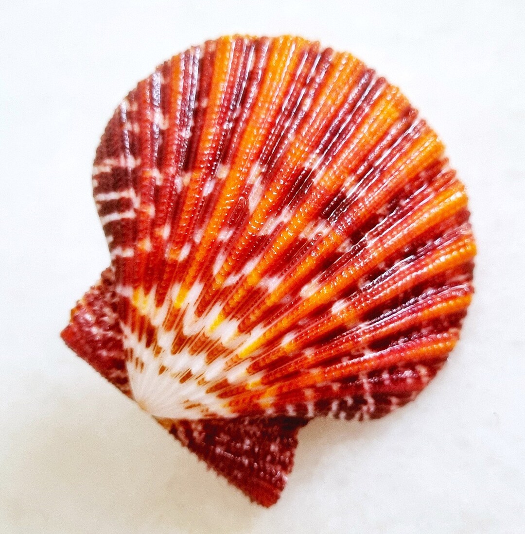 Seashell Pecten Pallium | Pectinidae | Royal Cloak Scallop | Scallop ...