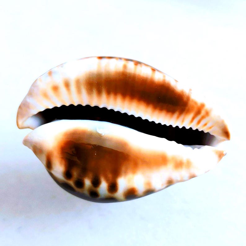 Seashell Cypraea Zoila Friendii Vercoi | Cypraeidae | Verco's Cowry ...