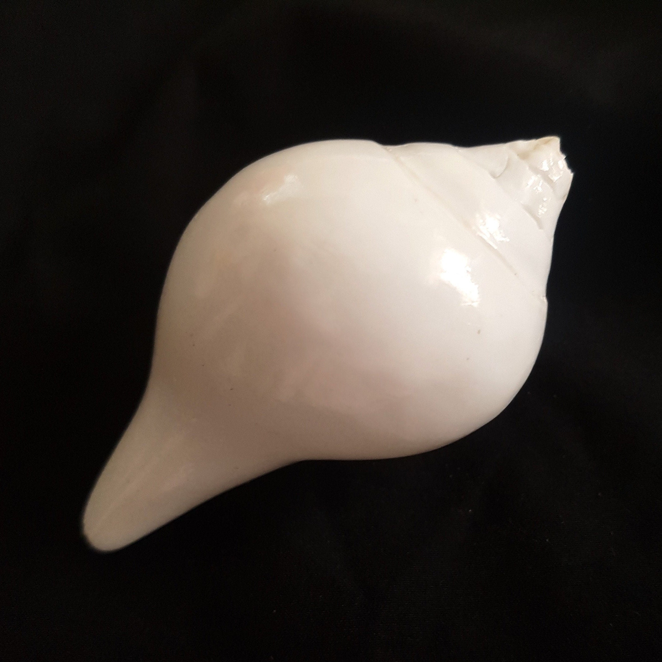 Seashell Sacred Chank Shankha Mini Divine Conch Shell - Etsy