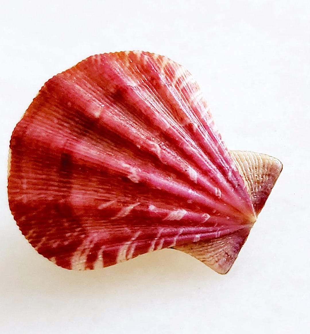 Seashell Decatopecten Plica | Pectinidae | Plica Scallop | Rare ...