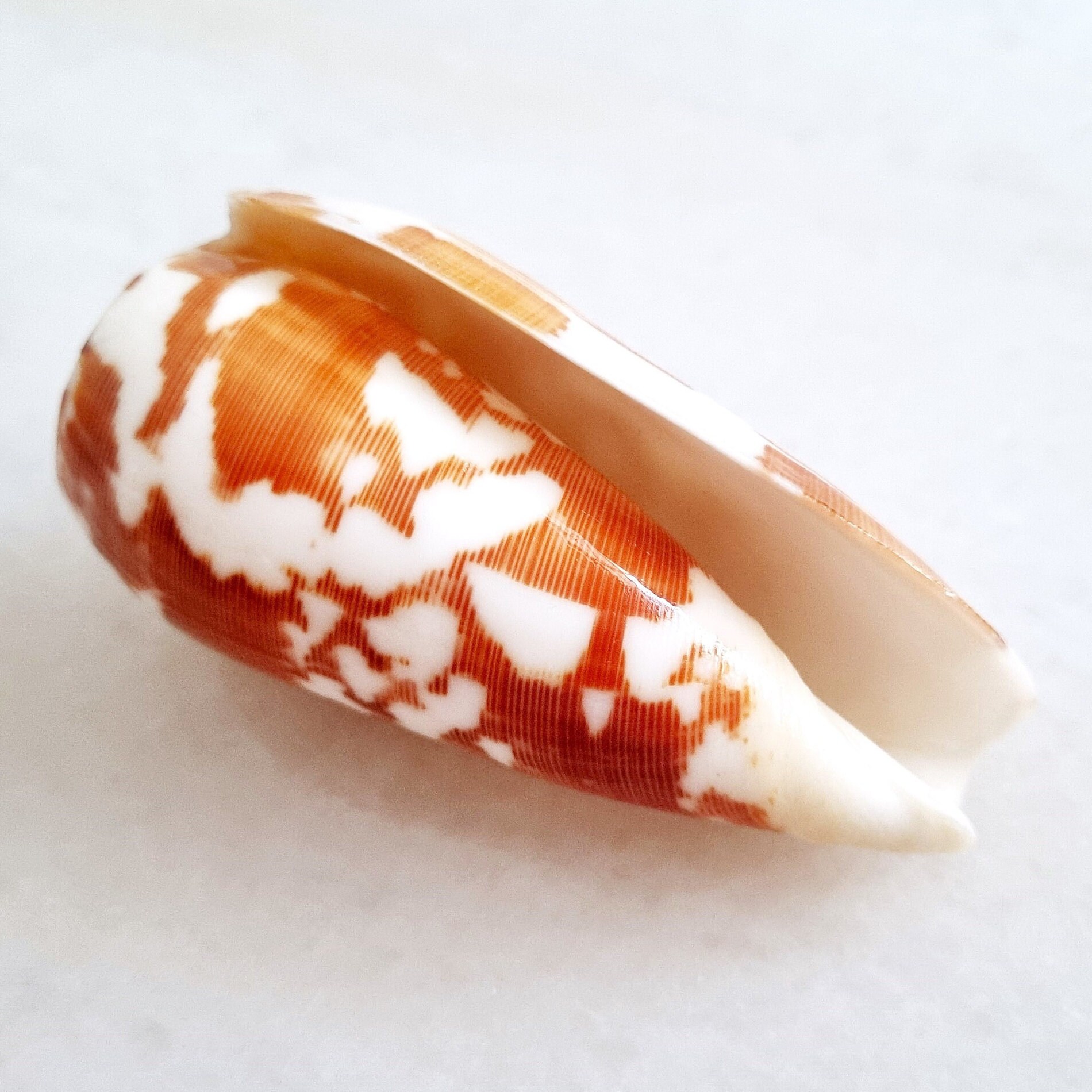 Seashell Conus Striatus Conidae Striated Cone Aesthetic Exceptional ...