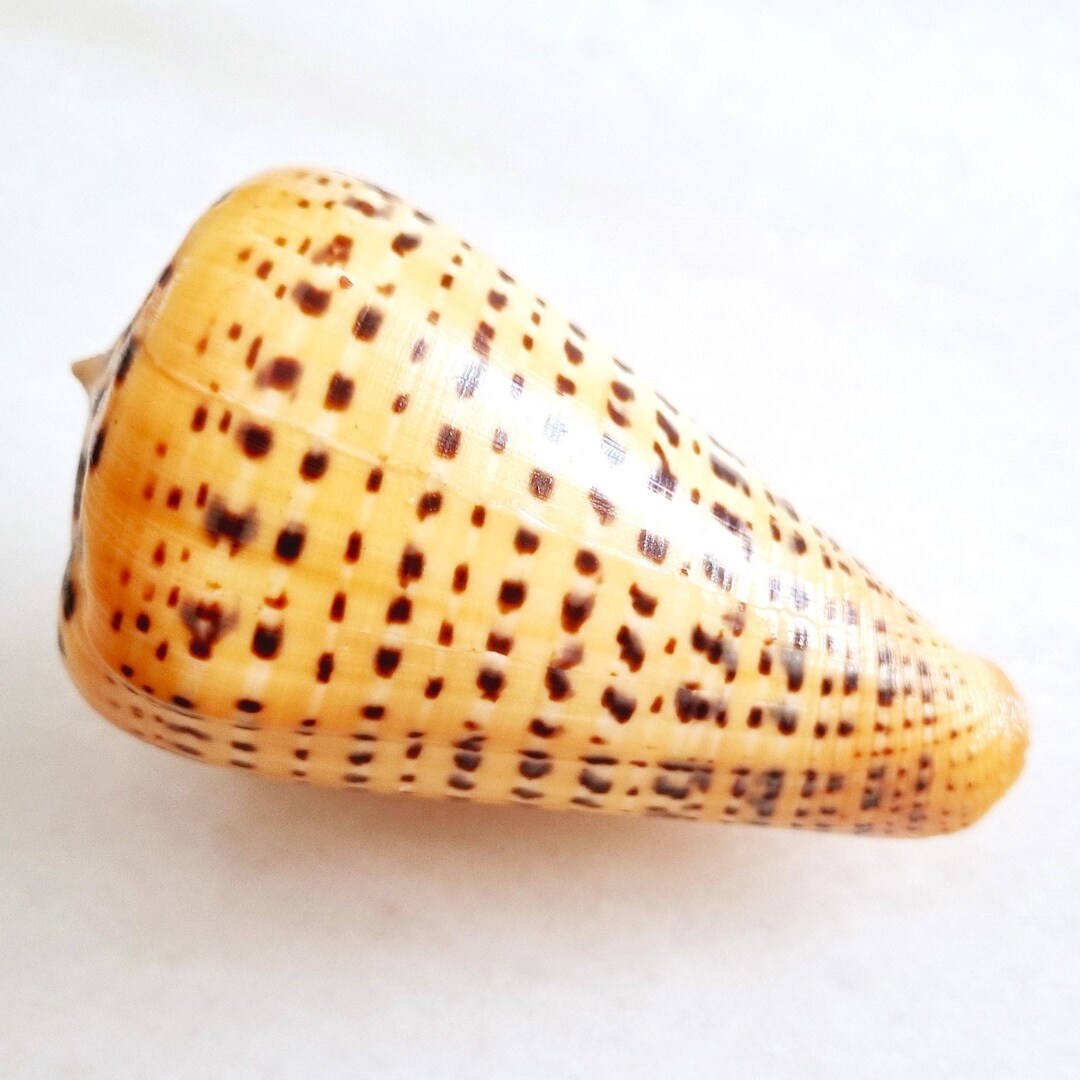 Seashell Conus Betulinus Conidae Betuline Cone Exceptional Aesthetic ...