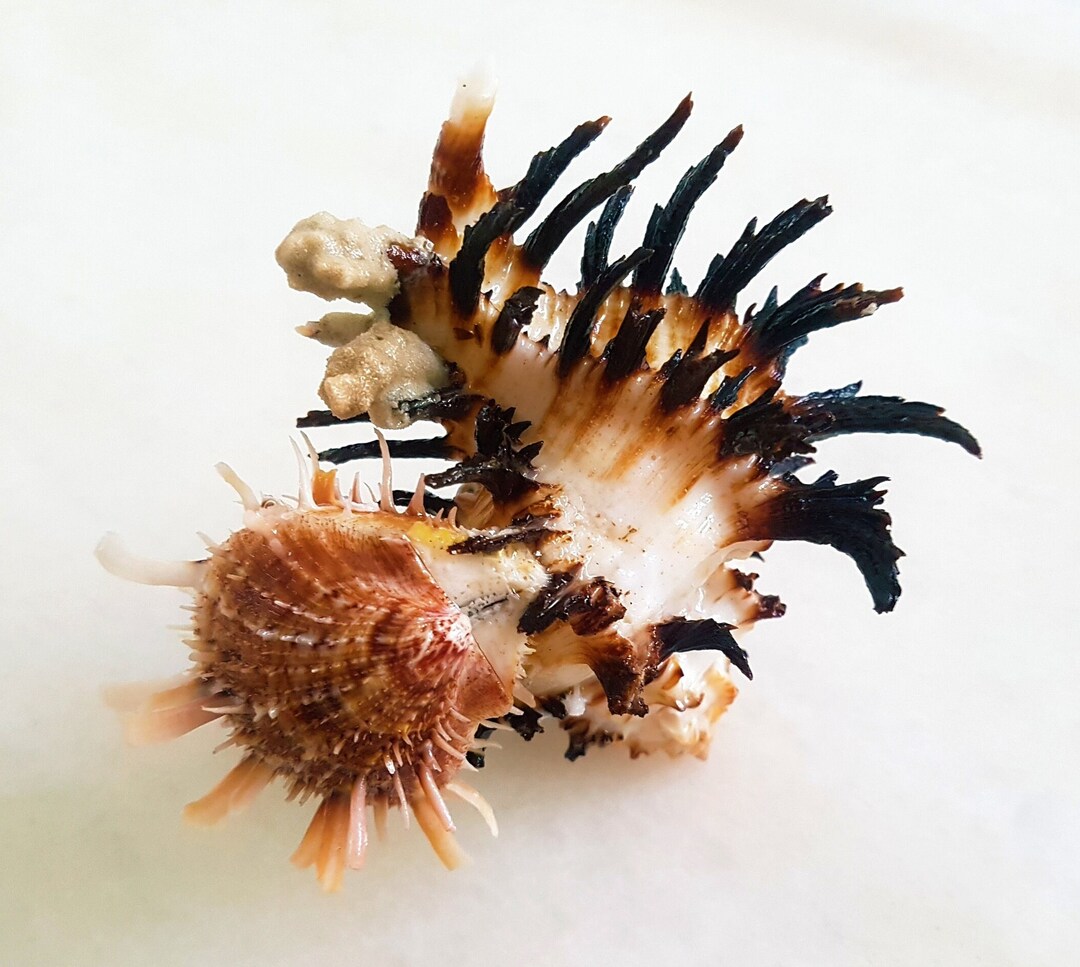 Seashell Hexaplex Cichoreum Muricidae Endive Murex Aesthetic Spondylus ...