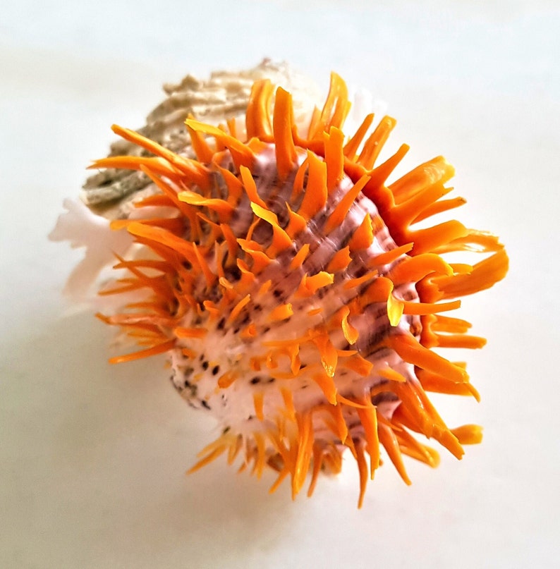 Seashell Spondylus Versicolor Spondylidae Exceptional Spiny - Etsy