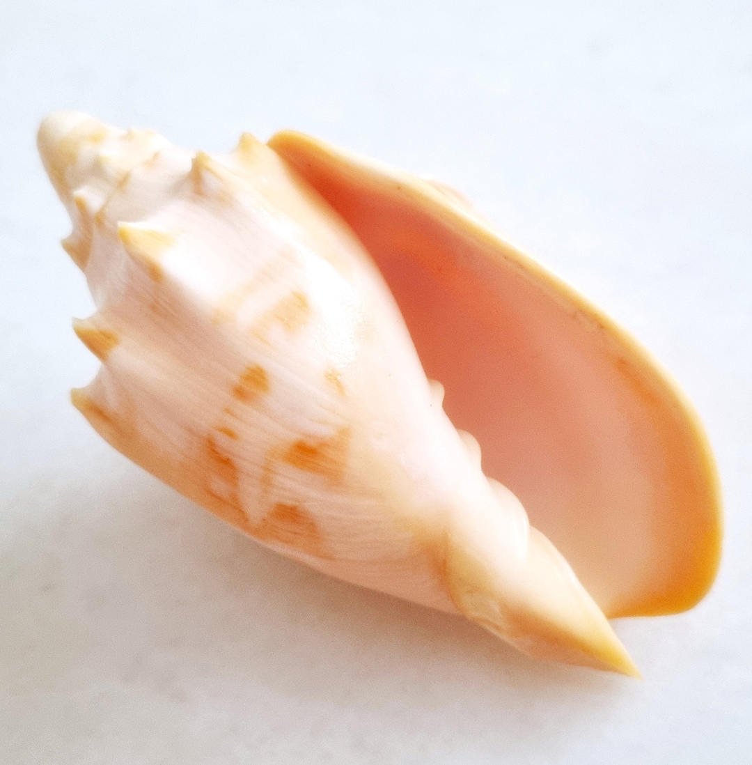 Seashell Cymbiola Aulica | Volutidae | Princely Volute | Courtier ...
