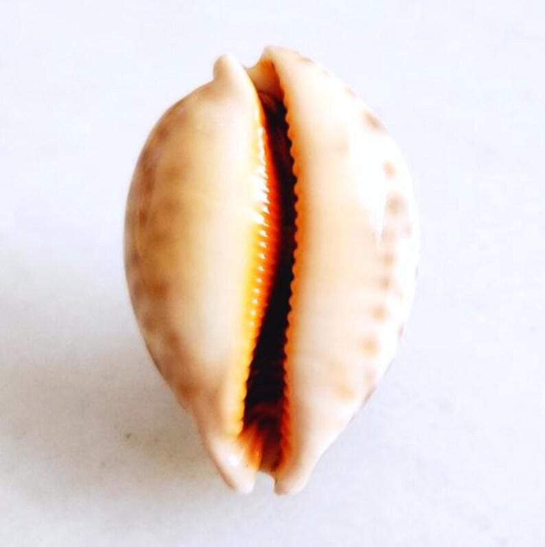 Seashell Cypraea Mappa Geographica Maresinica | Cypraeidae ...