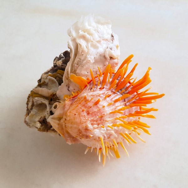 Spondylus - Etsy