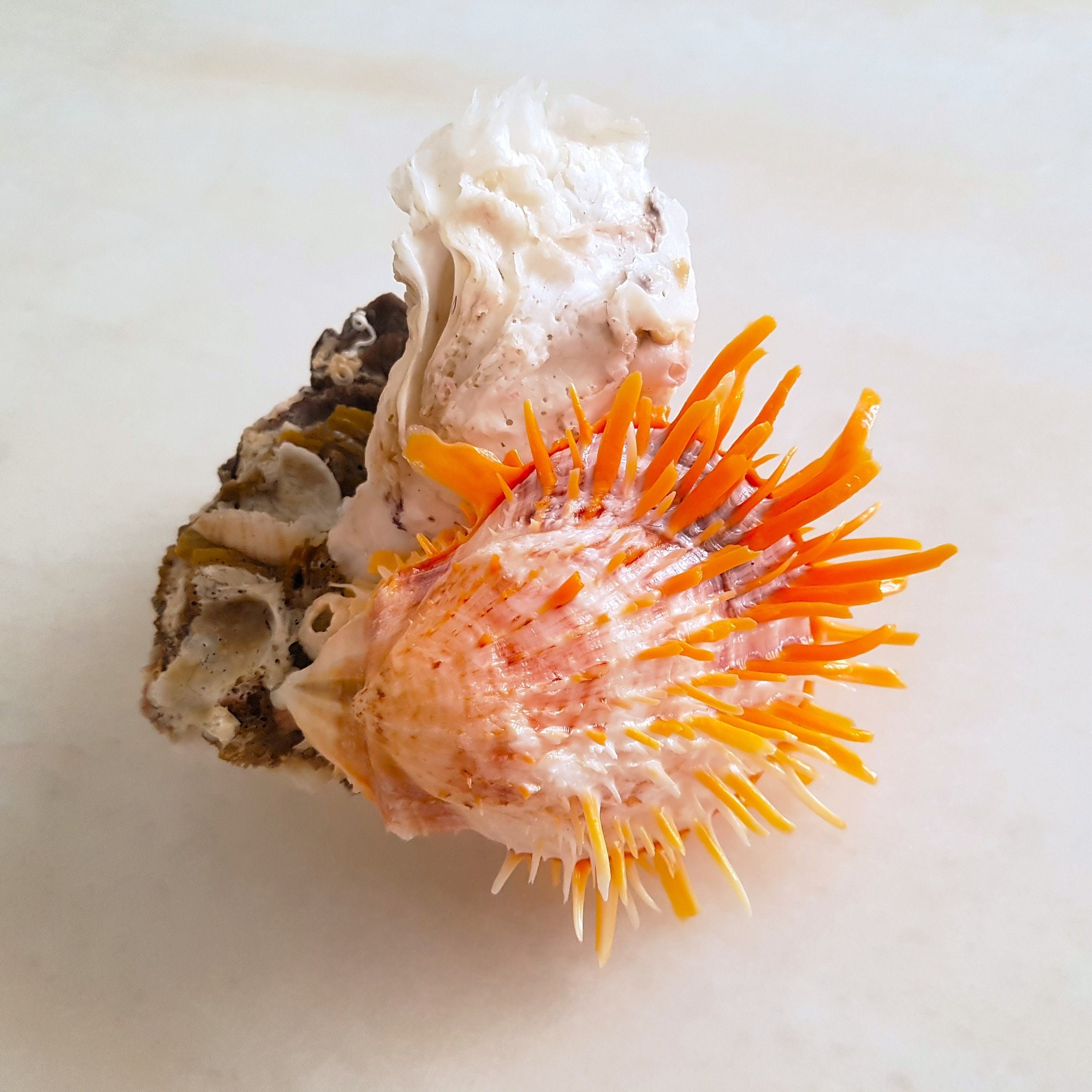 Seashell Spondylus Versicolor Spondylidae Thorny Oyster - Etsy