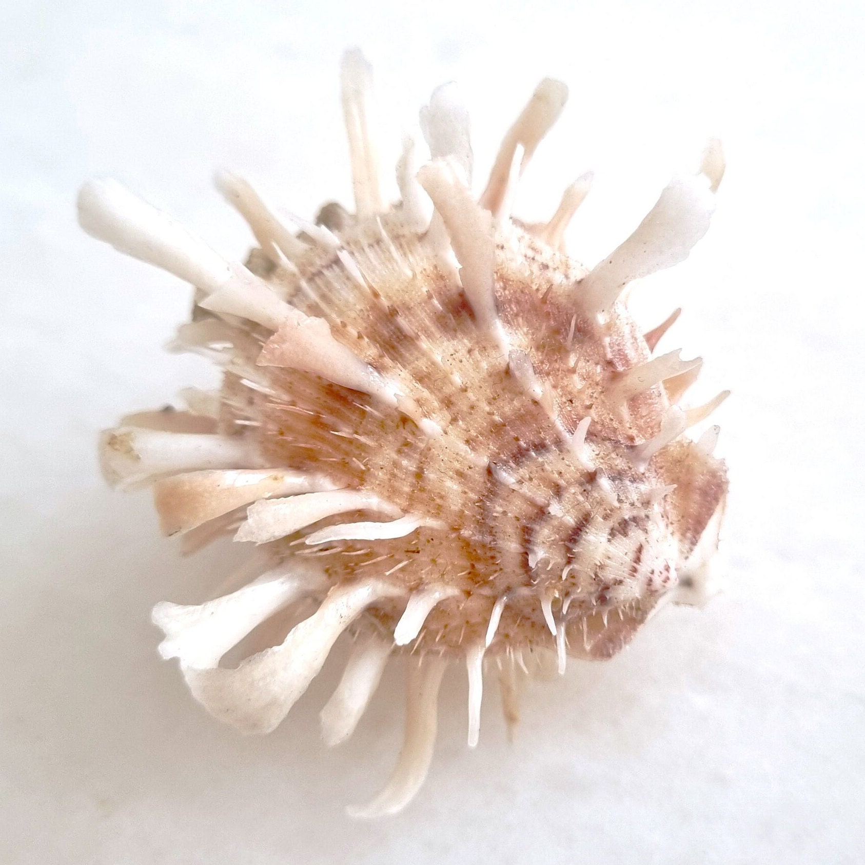Seashell Spondylus Variegatus | Thorny Oyster | Spondylidae | Natural ...