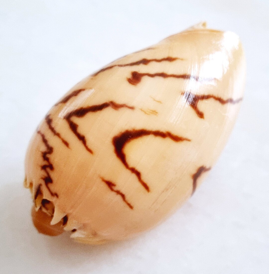 Seashell Melo Broderipii | Volutidae | Broderip’s Volute | Crowned ...