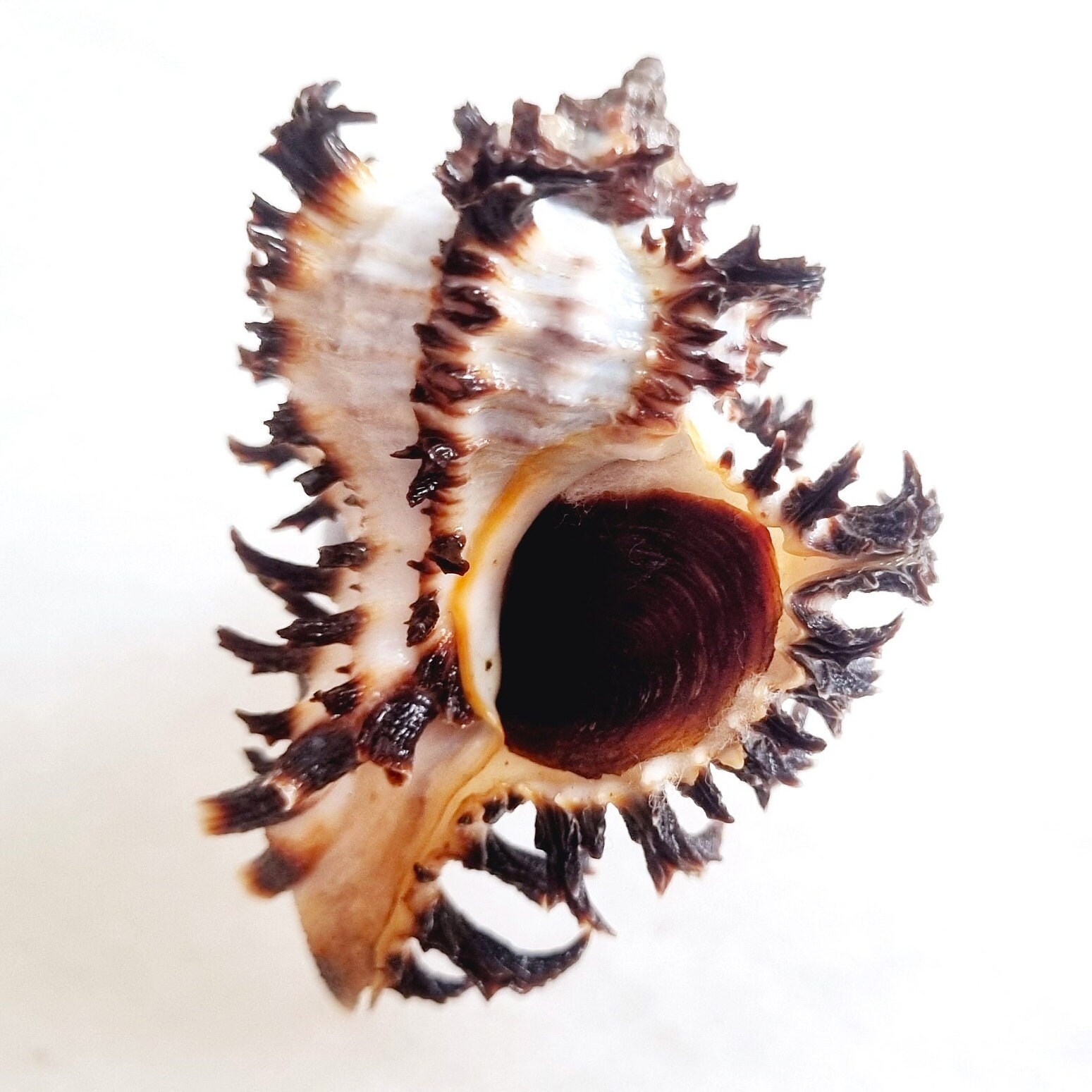 Seashell Hexaplex Cichoreum Muricidae Endive Murex Dwarf Male Aesthetic ...