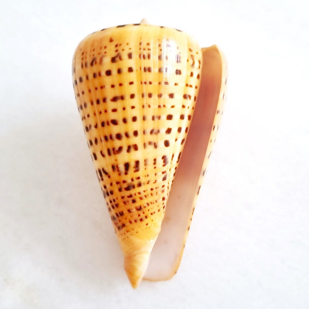 Seashell Conus Betulinus | Conidae | Betuline Cone | Exceptional ...