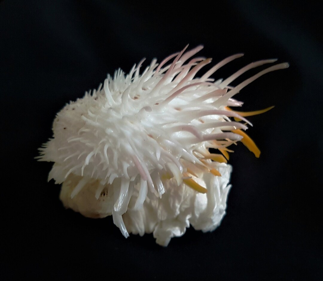 Seashell Spondylus Echinatus Zonalis | Spondylidae | Thorny Oyster ...