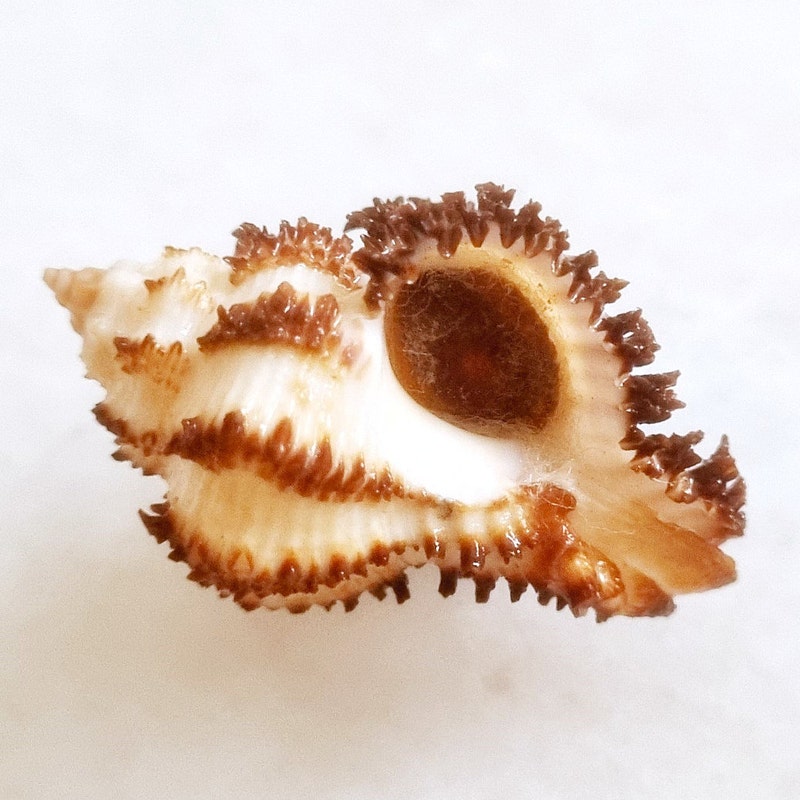 Murex Shell - Etsy