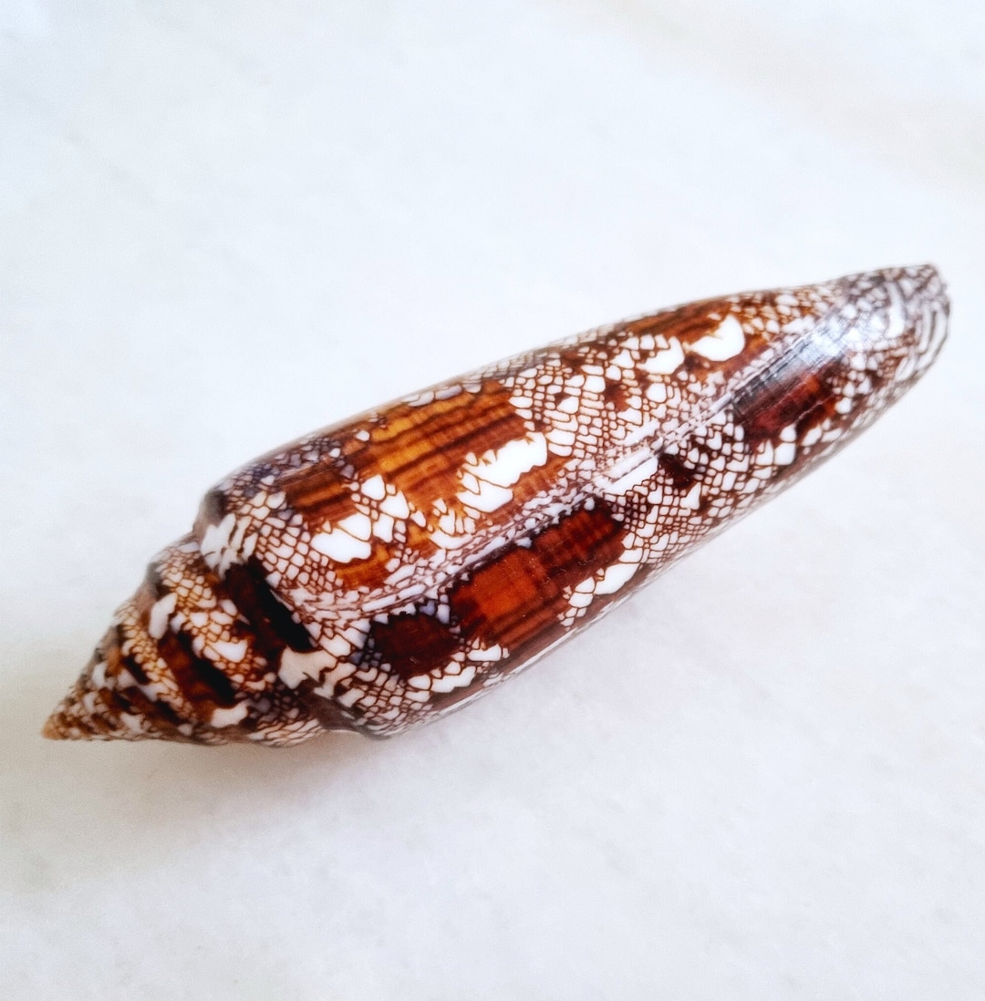 Seashell Conus Bengalensis Conidae Glory-of-bengal Cone Very Rare ...