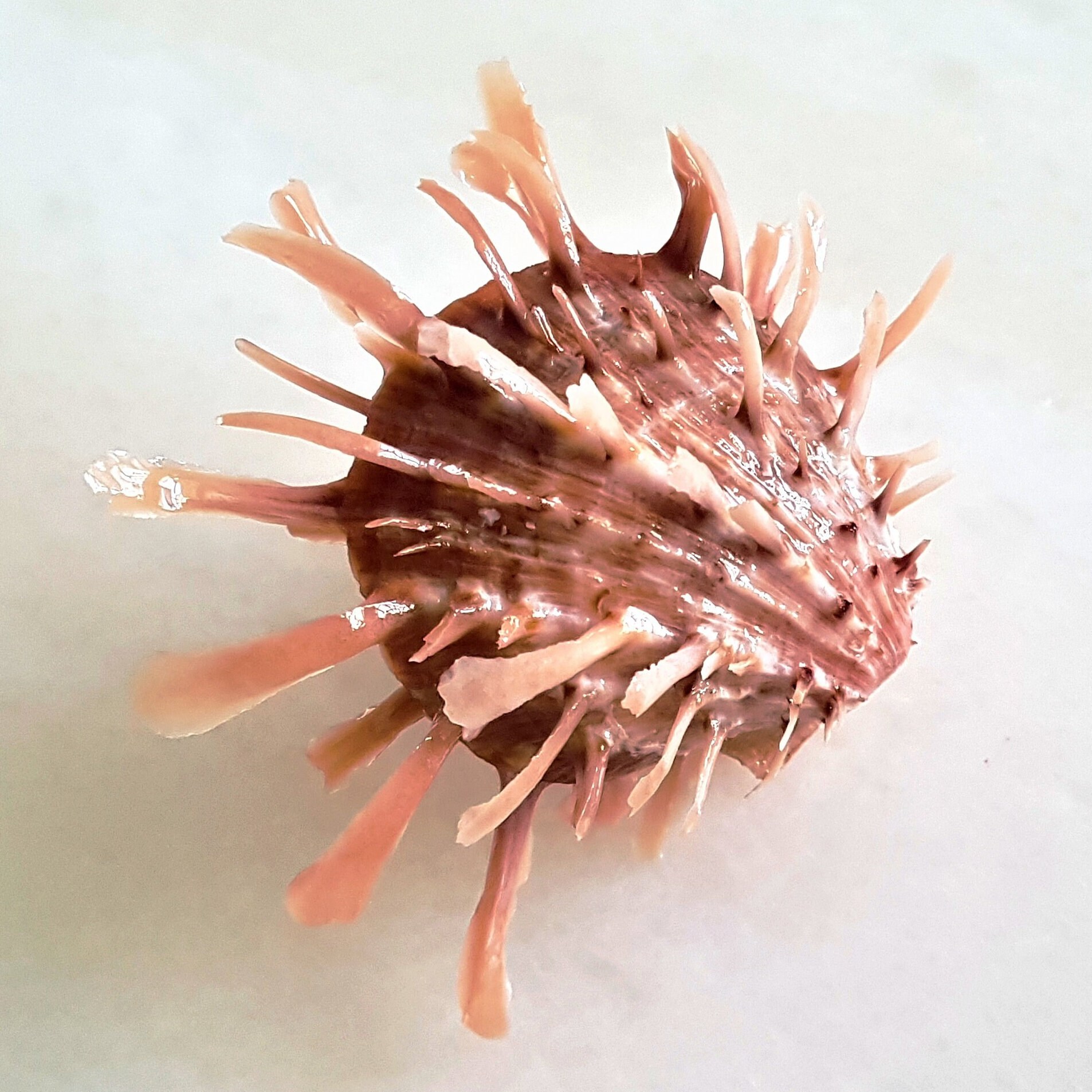 Seashell Spondylus Variegatus Thorny Oyster Spondylidae Natural History ...