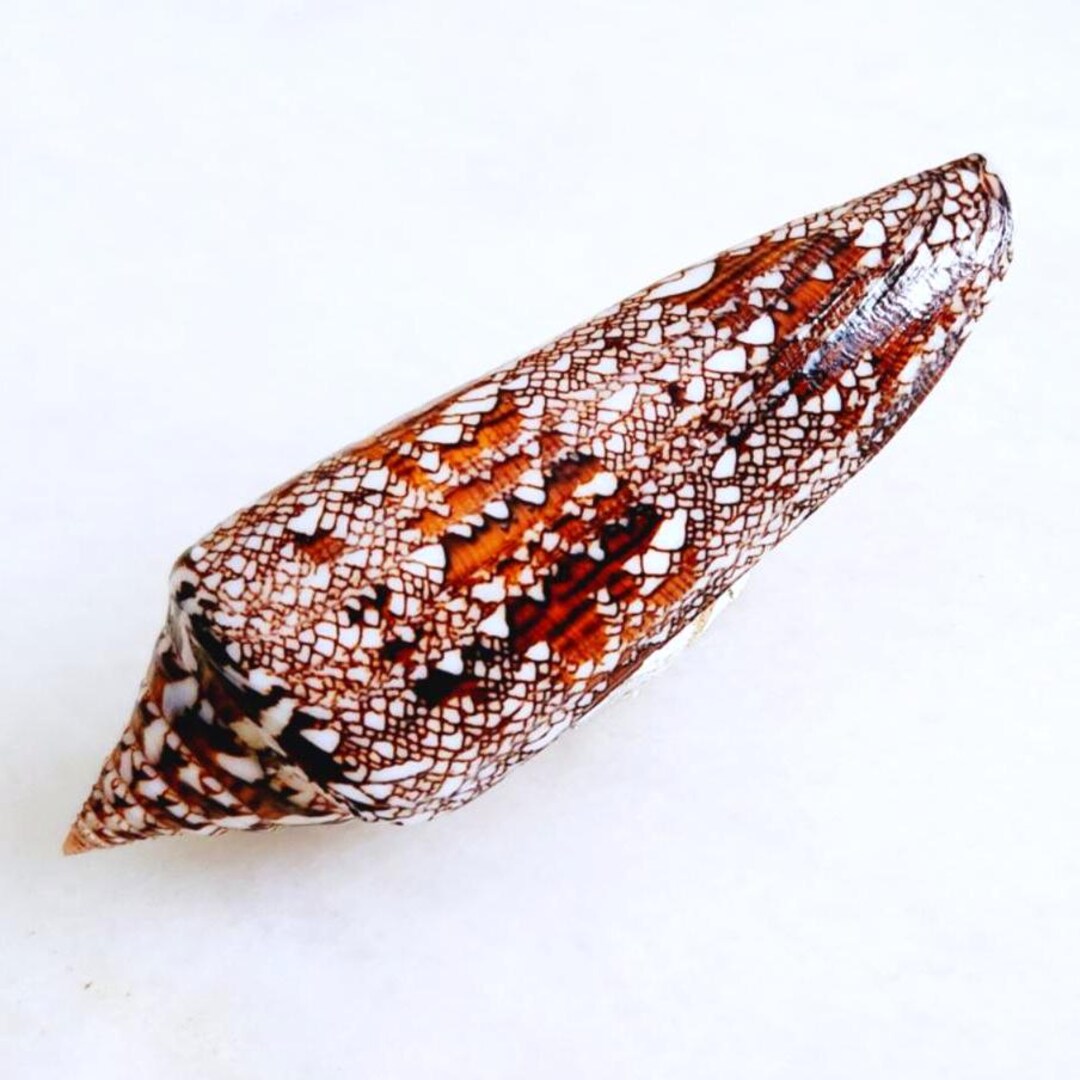 Seashell Conus Bengalensis Conidae Glory-of-bengal Cone Aesthetic ...