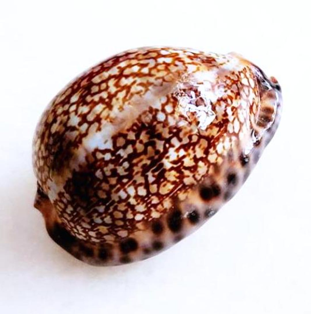 Seashell Cypraea Arabica Asiatica Empressae Cypraeidae Asian Arabic ...