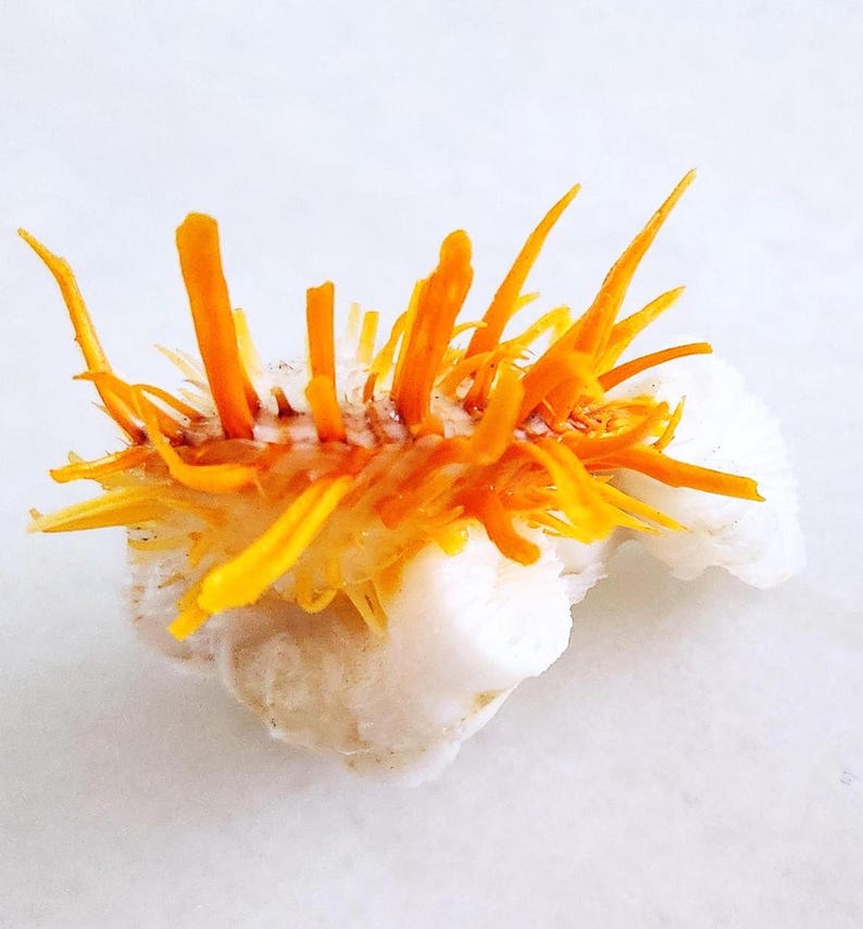 Seashell Spondylus Versicolor | Spondylidae | Thorny Oyster | Natural ...