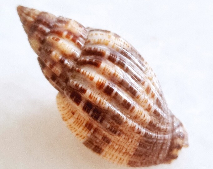 Seashell Voluta Lyria Mitraeformis | Volutidae | Miter-shaped Lyria ...
