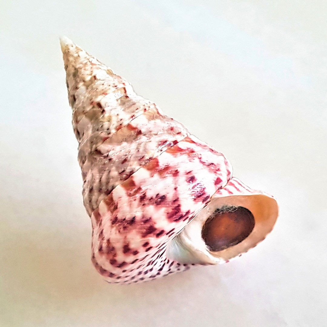 Seashell Tectus Conus Trochidae Tegulidae Cone Top Shell - Etsy