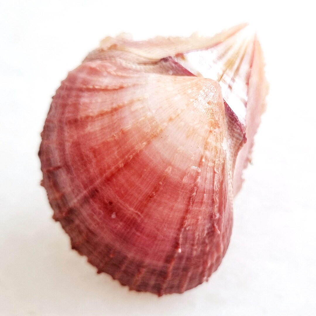 Seashell Spondylus Anacanthus | Spondylidae | Nude Thorny Oyster Shell ...