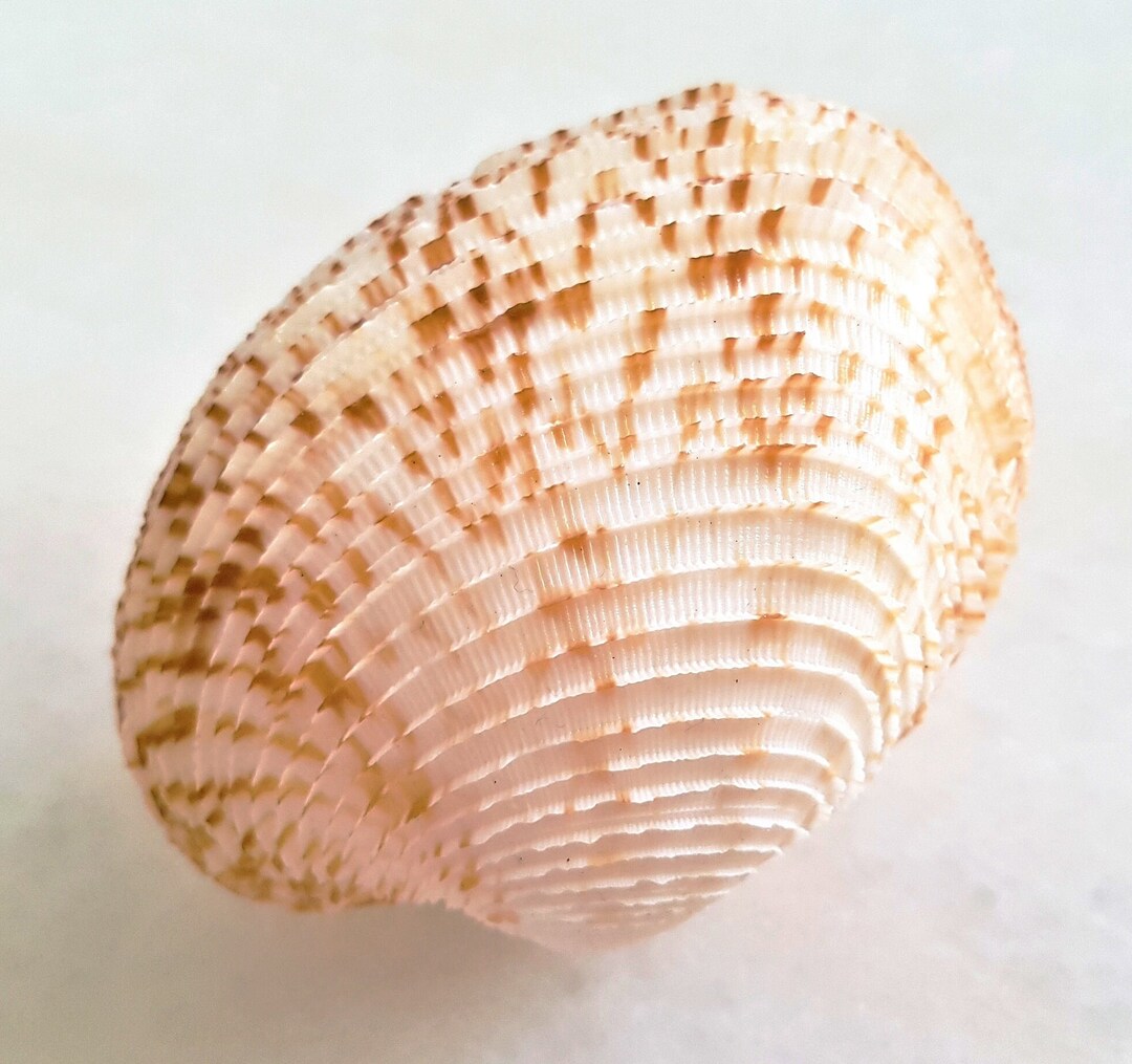 Seashell Antigona Somwangi Veneridae Chemnitzs Venus Clam Giant Shell ...