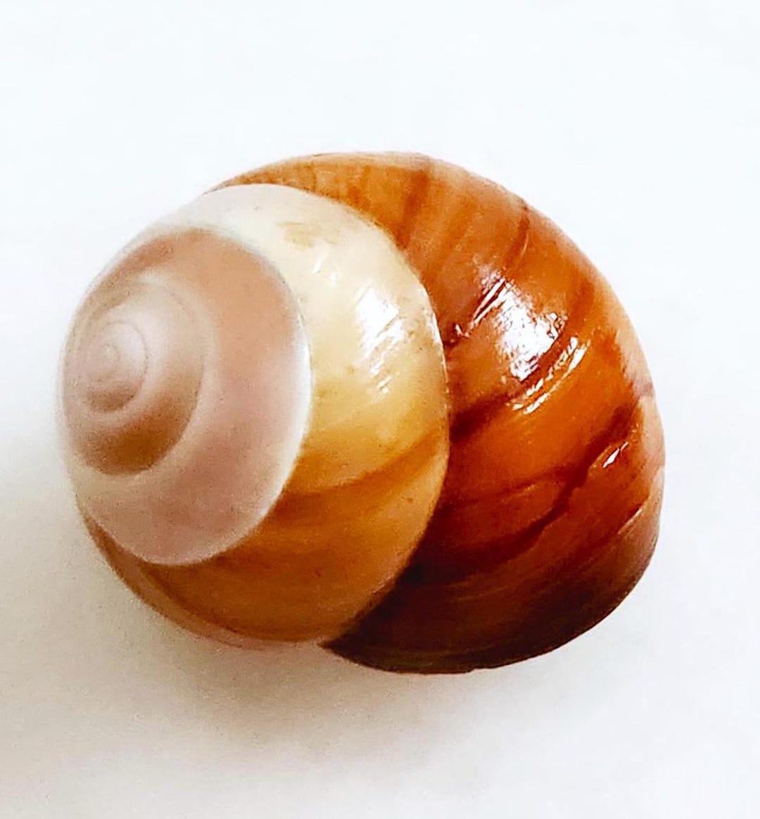 Landsnail Asperitas Bimaensis | Dyakiidae | Aesthetic Brown | Snail ...