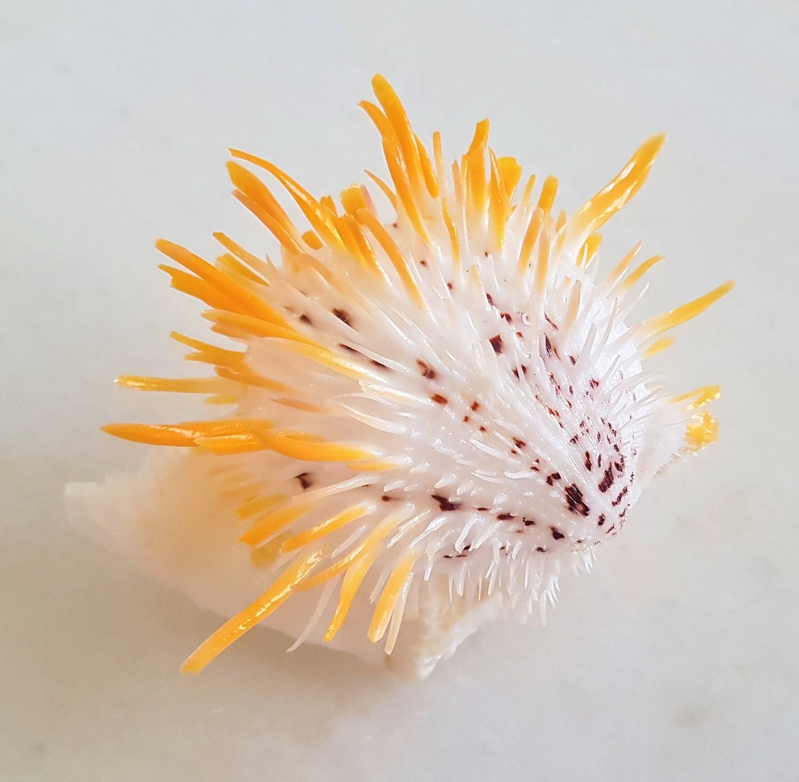 Seashell Spondylus Echinatus Zonalis | Spondylidae | Thorny Oyster ...