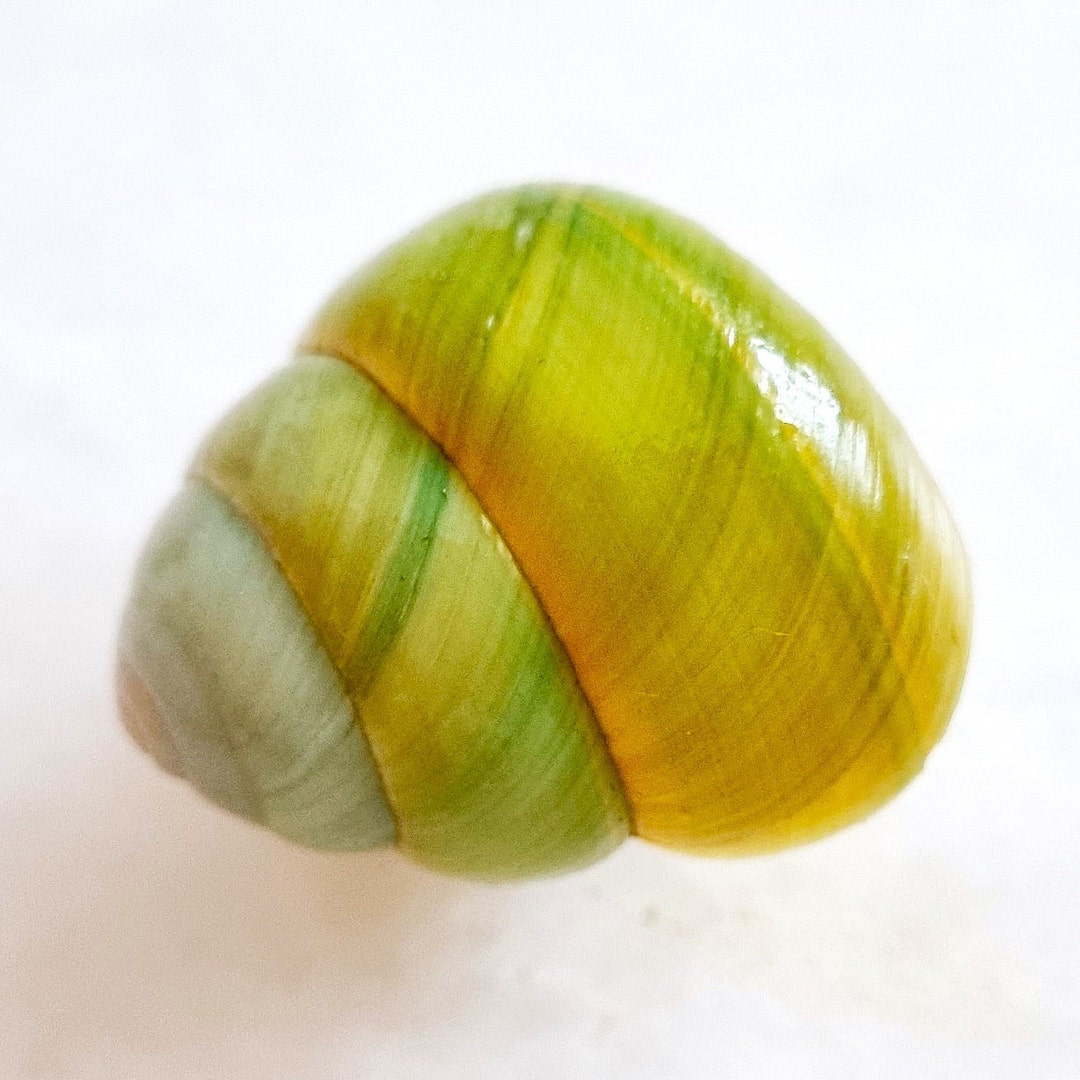 Landsnail Asperitas Bimaensis Cochlostyloides Great Sumba Landsnail ...