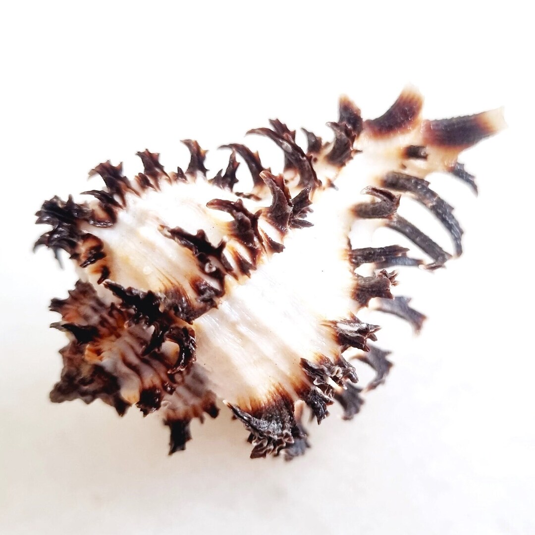 Seashell Hexaplex Cichoreum Muricidae Endive Murex Dwarf Male Aesthetic ...