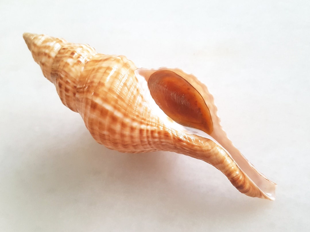 Seashell Fusinus Ocelliferus Fasciolariidae Long Siphoned - Etsy