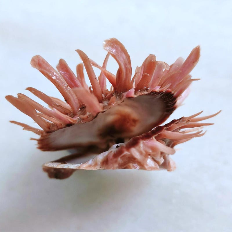 Spondylus - Etsy