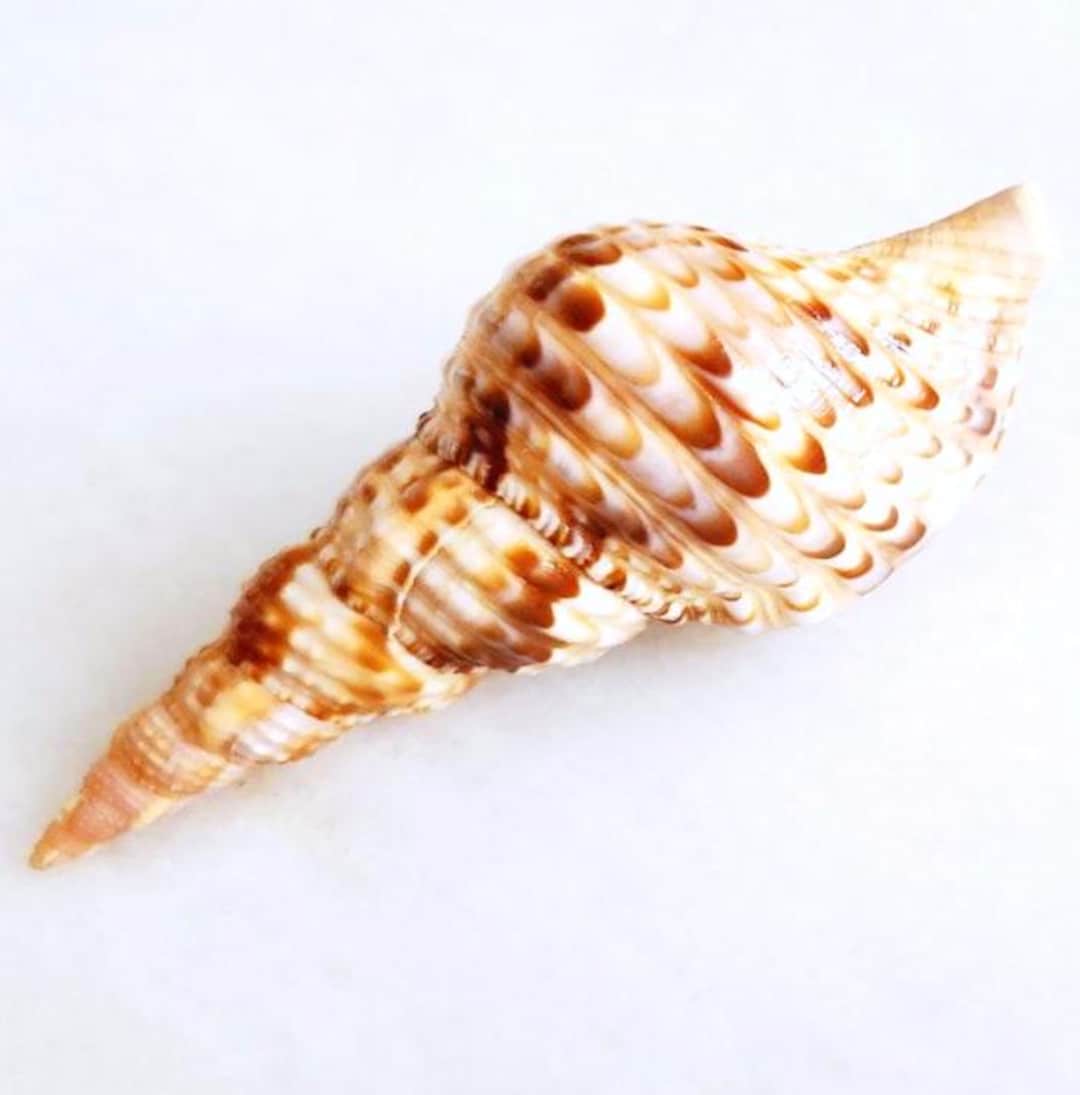 Seashell Charonia Tritonis Charoniidae Triton's Trumpet Giant Triton Pū ...