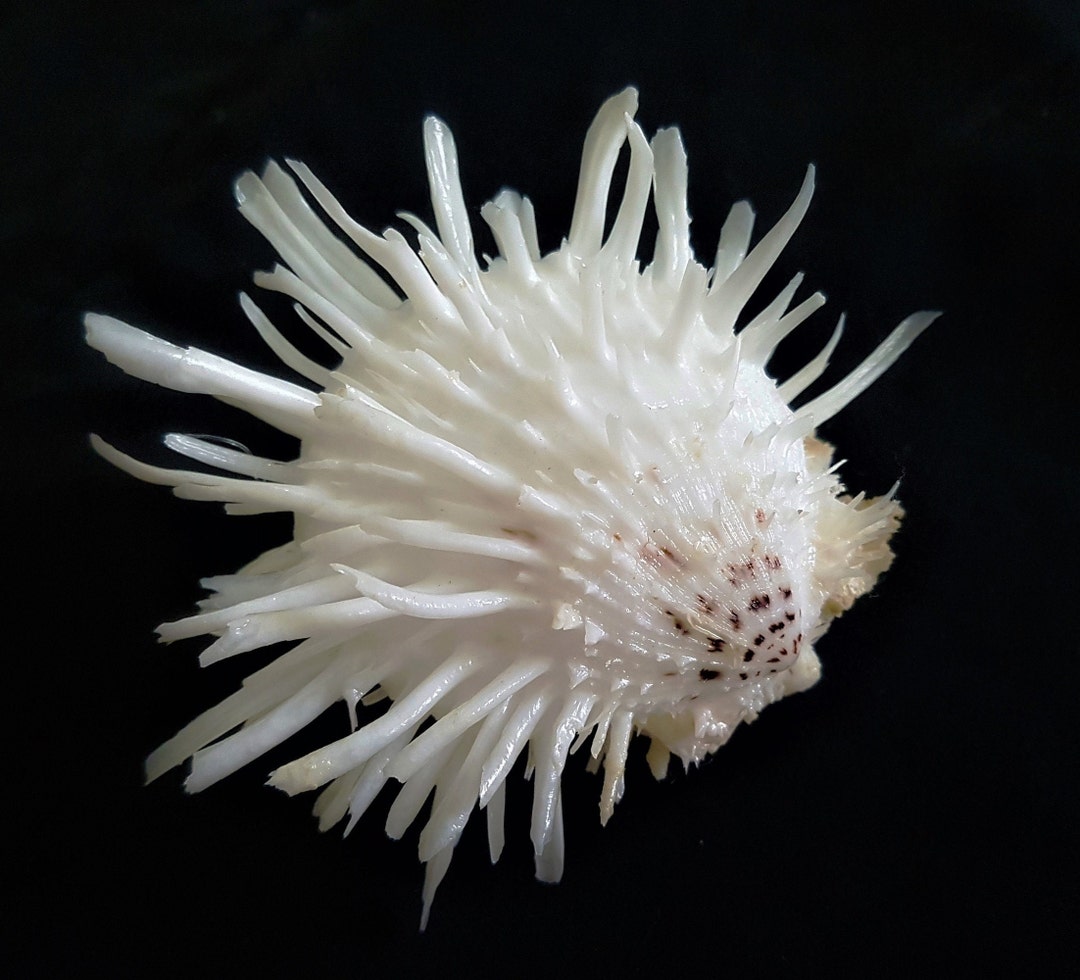 Seashell Spondylus Echinatus | Spondylidae | Thorny Oyster | Natural ...
