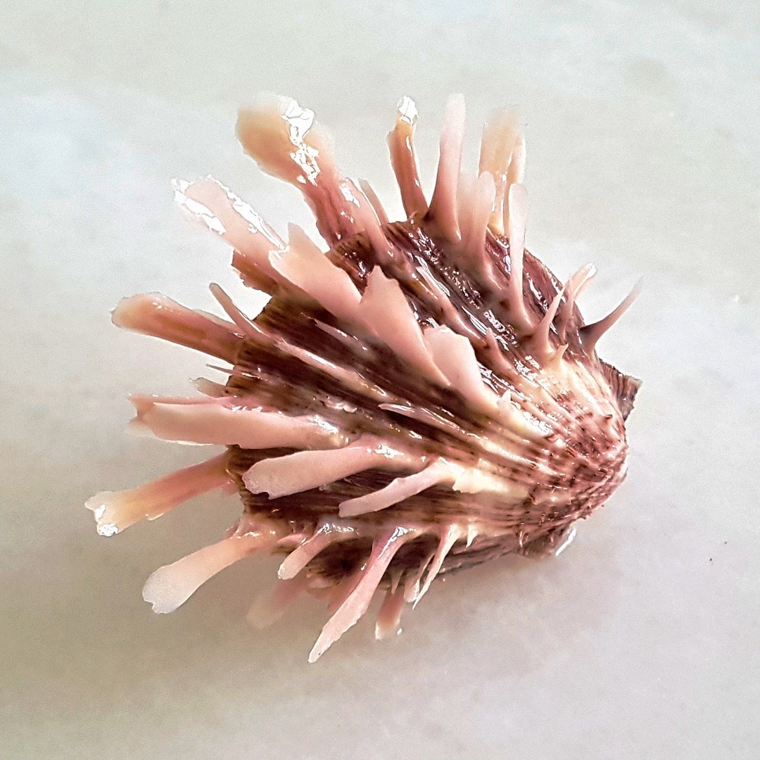 Seashell Spondylus Variegatus | Thorny Oyster | Spondylidae | Natural ...