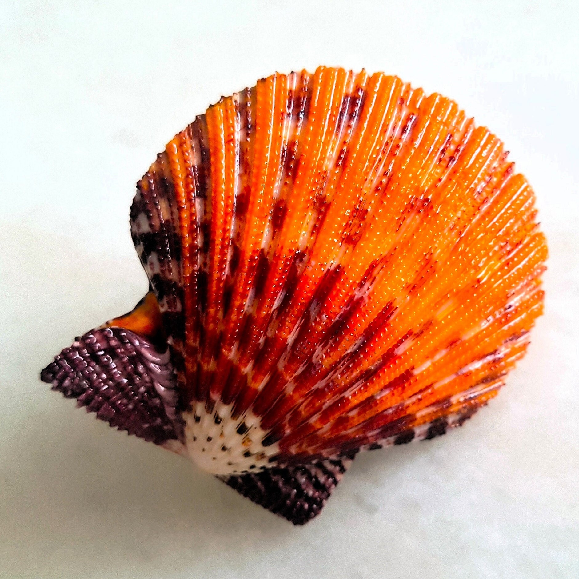 Seashell Pecten Pallium Pectinidae Royal Cloak Scallop - Etsy