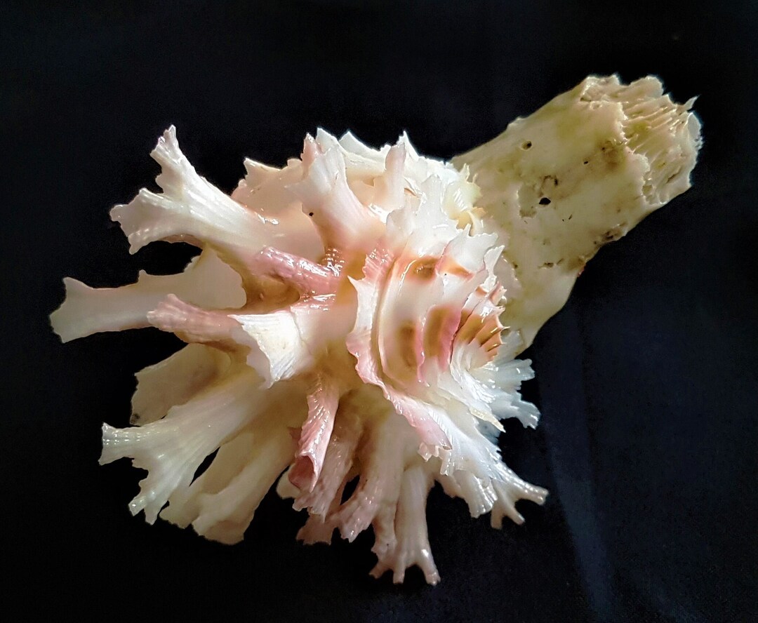 Seashell Chama Lazarus Chamidae Lazarus's Jewel Box Rare Andaman Sea ...