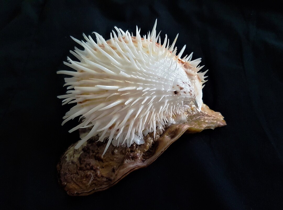 Seashell Spondylus Asperrimus | Spondylidae | Thorny Oyster | Oyster ...